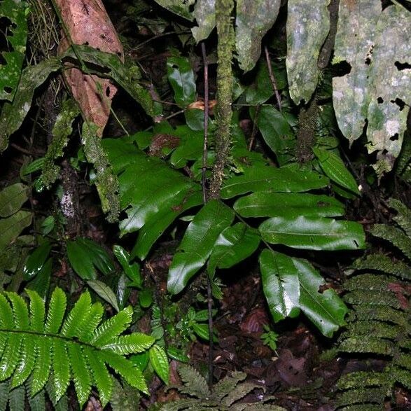 Lomariopsis Japurensis Care Guide: Water, Soil & Propagation - Plantiary