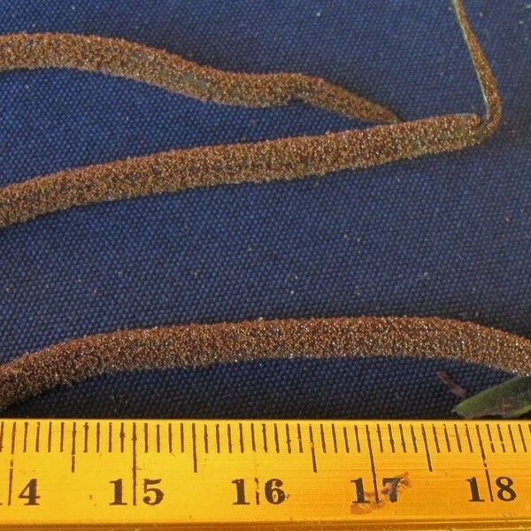 Lomariopsis Maxonii Plant Care & How to Grow, Water