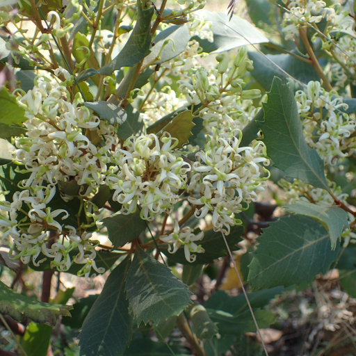 Forest Lomatia (Lomatia Fraseri) Plant Care & How to Grow, Water
