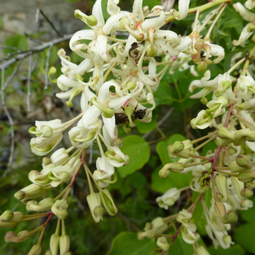 Guitar (Lomatia Tinctoria) Plant Care & How to Grow, Water
