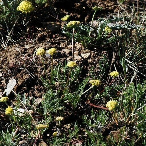 Austin Desertparsley (Lomatium Austiniae) Plant Care & How to Grow, Water