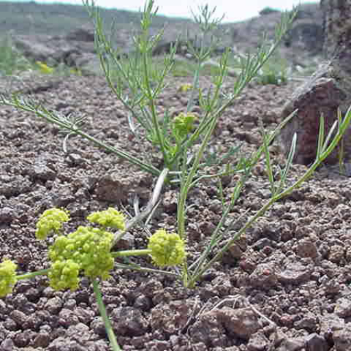 Wasatch Desertparsley (Lomatium Bicolor) Plant Care & How to Grow, Water