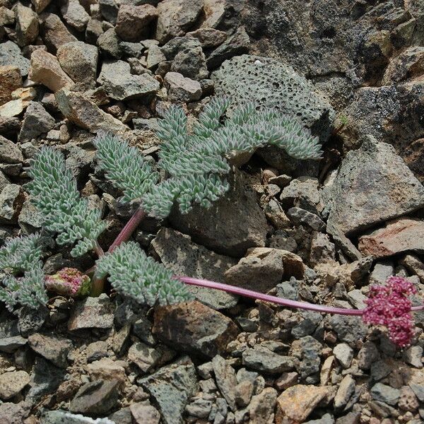 Yolla Bolly Biscuitroot (Lomatium Ciliolatum) Care Guide: Water, Soil ...