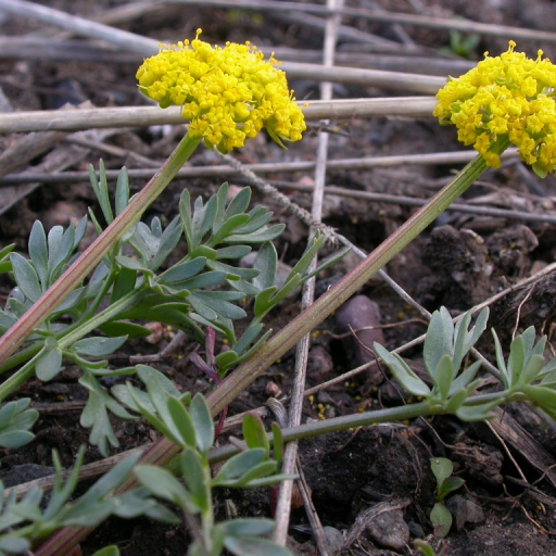 Cous Biscuitroot (Lomatium Cous) Plant Care & How to Grow, Water