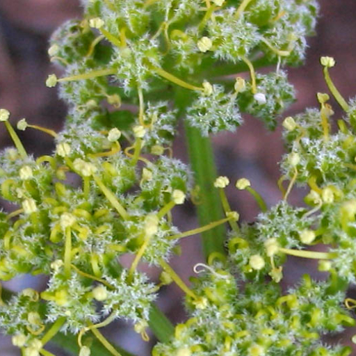 Woollyfruit Desertparsley (Lomatium Dasycarpum) Care Guide: Water, Soil ...