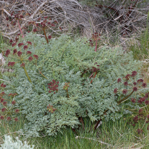 Fernleaf Biscuitroot (Lomatium Dissectum) Plant Care & How to Grow, Water