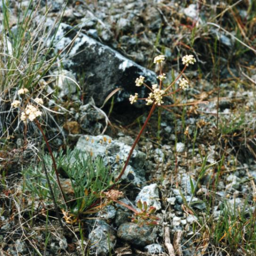 Engelmann's Desertparsley (Lomatium Engelmannii) Care Guide: Water ...