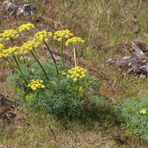 Gray's Biscuitroot (Lomatium Grayi) Plant Care & How to Grow, Water