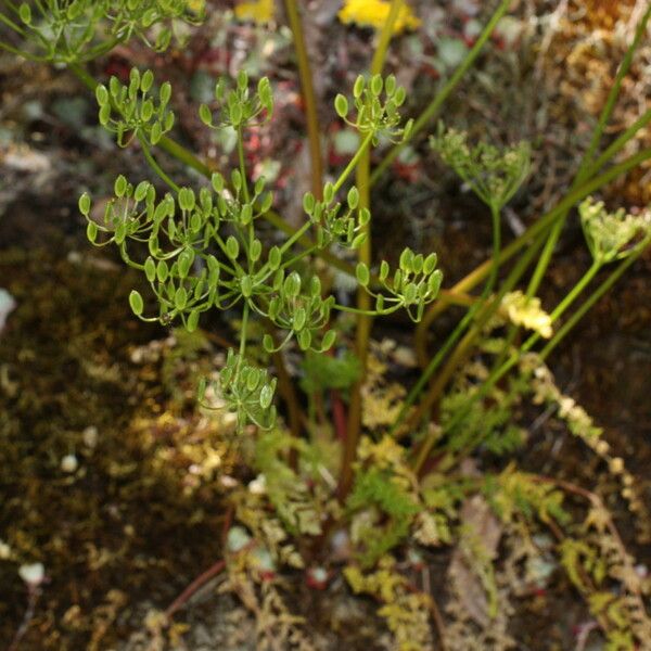 Hall's Biscuitroot (Lomatium Hallii) Care Guide: Water, Soil ...