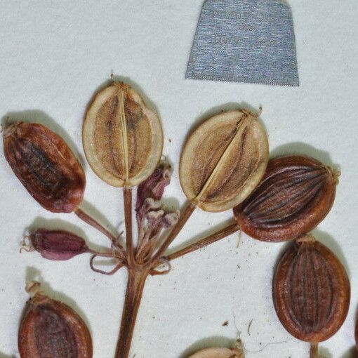 Henderson's Biscuitroot (Lomatium Hendersonii) Plant Care & How to Grow ...