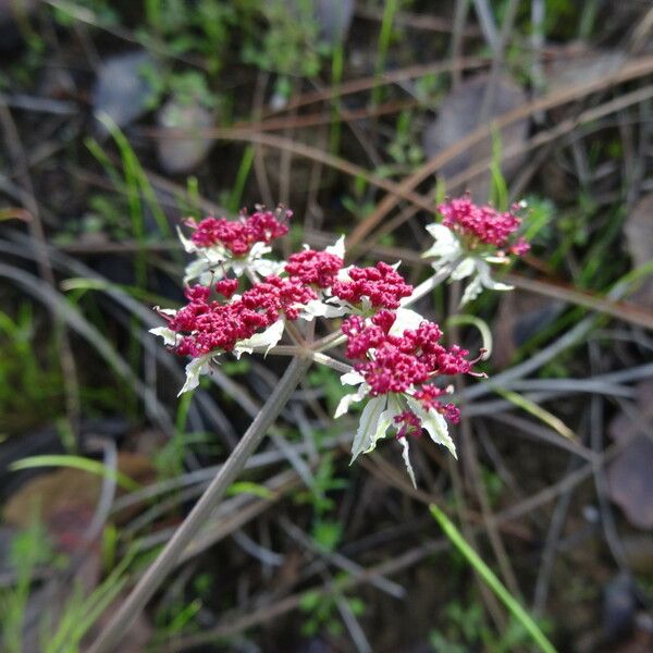 Hoover's Biscuitroot (Lomatium Hooveri) Care Guide: Water, Soil ...