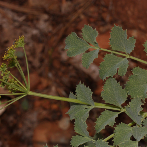 Howell's Biscuitroot (Lomatium Howellii) Care Guide: Water, Soil ...
