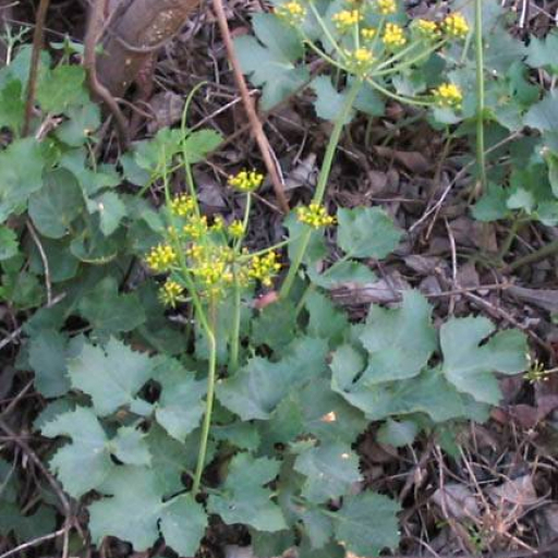 Shiny Biscuitroot (Lomatium Lucidum) Care Guide: Water, Soil ...