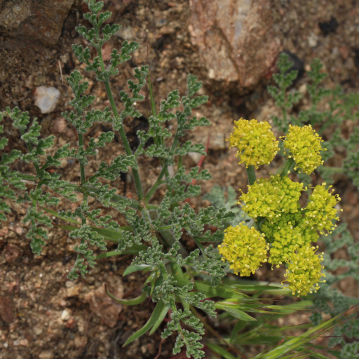 Mojave Desertparsley (Lomatium Mohavense) Plant Care & How to Grow, Water
