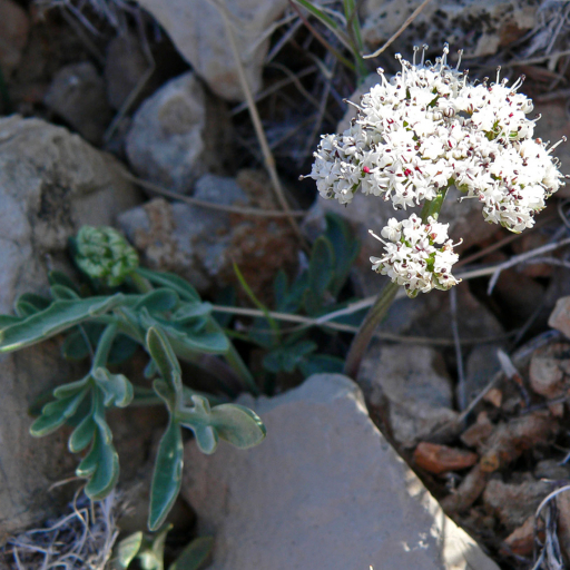 Nevada Biscuitroot (Lomatium Nevadense) Care Guide: Water, Soil ...