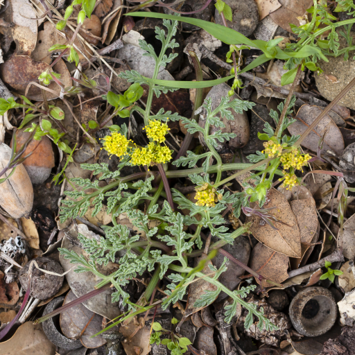 Rock Crane's-Bill (Geranium Macrorrhizum) Plant Care & How to Grow, Water