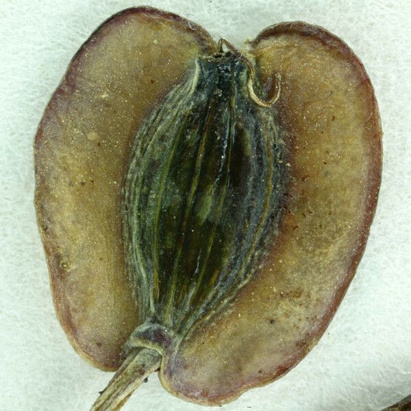 Napa Biscuitroot (Lomatium Repostum) Plant Care & How to Grow, Water