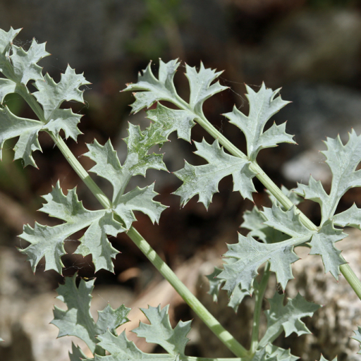 Big Pine Biscuitroot (Lomatium Rigidum) Care Guide: Water, Soil ...