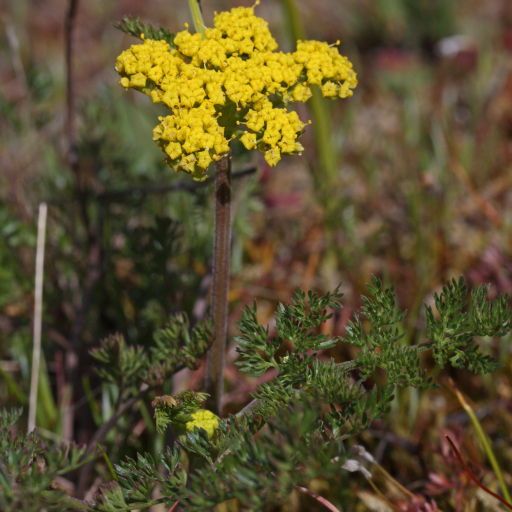 Bladder Desert-Parsley (Lomatium Utriculatum) Plant Care & How to Grow ...