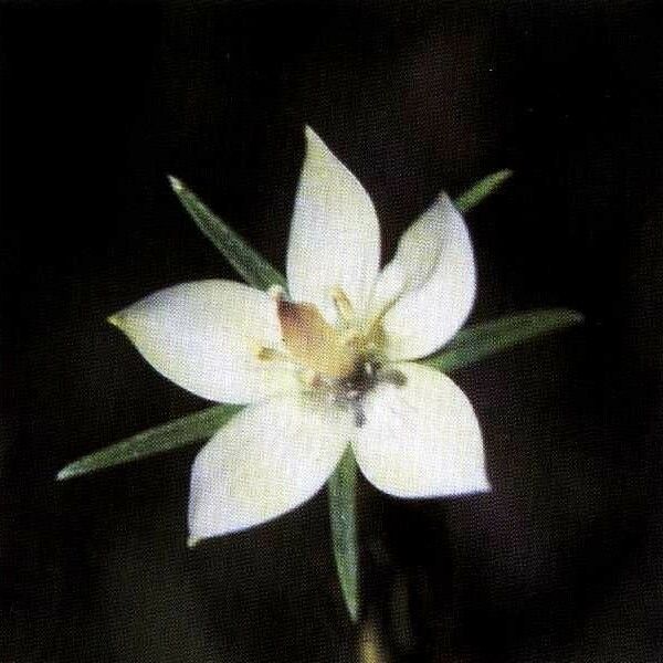 Marsh Felwort (Lomatogonium Rotatum) Care Guide: Water, Soil ...