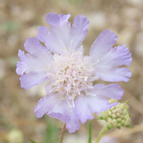 Silver Scabious (Lomelosia Argentea) Plant Care & How to Grow, Water