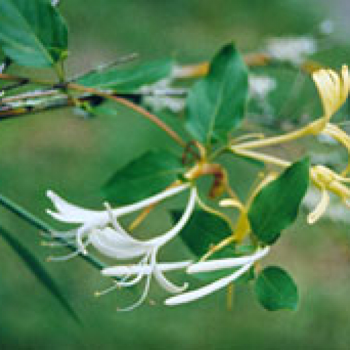 Grass-Leaved Scabious (Lomelosia Graminifolia) Plant Care & How to Grow ...