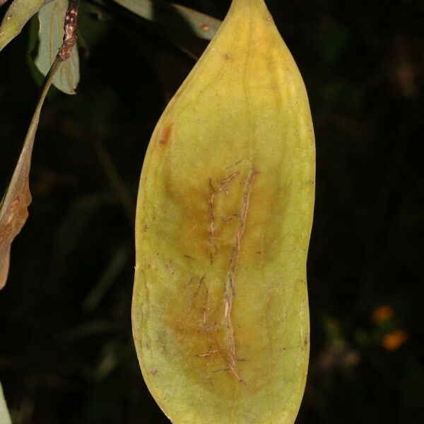 Lonchocarpus Felipei Plant Care & How to Grow, Water