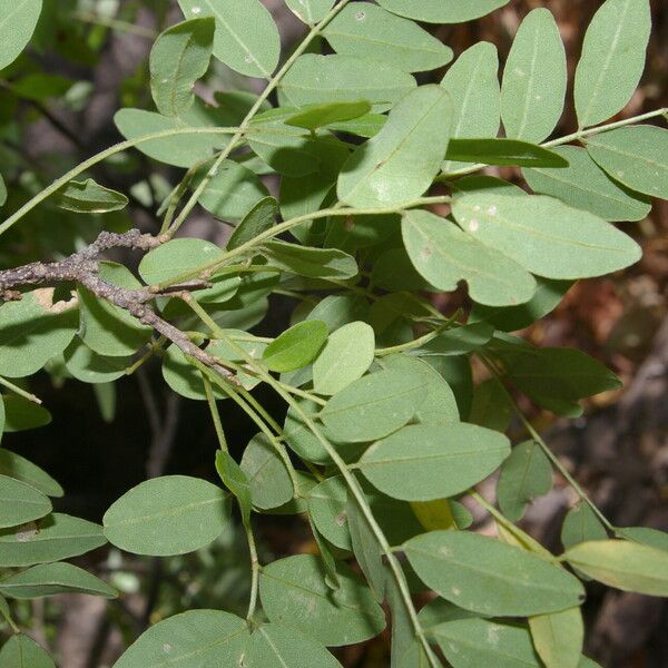 Lonchocarpus Hughesii Plant Care & How to Grow, Water