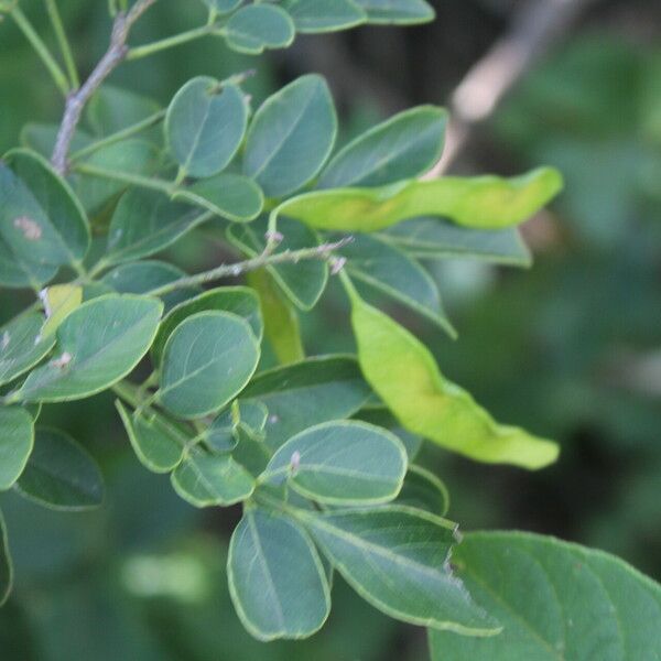 Lonchocarpus Lanceolatus Plant Care & How to Grow, Water