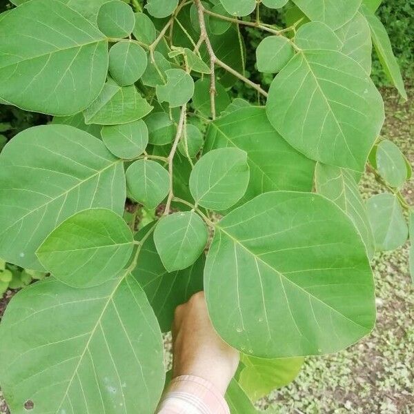 Lonchocarpus Phaseolifolius Plant Care & How to Grow, Water