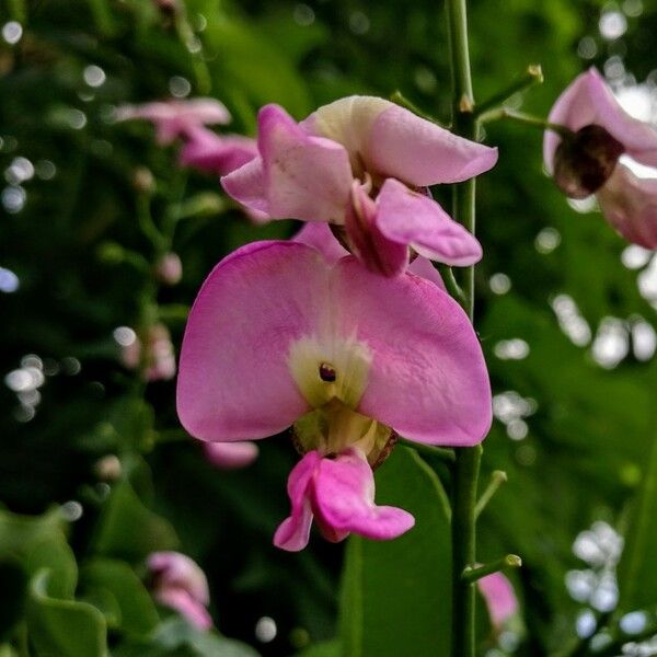 Dotted Lancepod (Lonchocarpus Punctatus) Plant Care & How to Grow, Water
