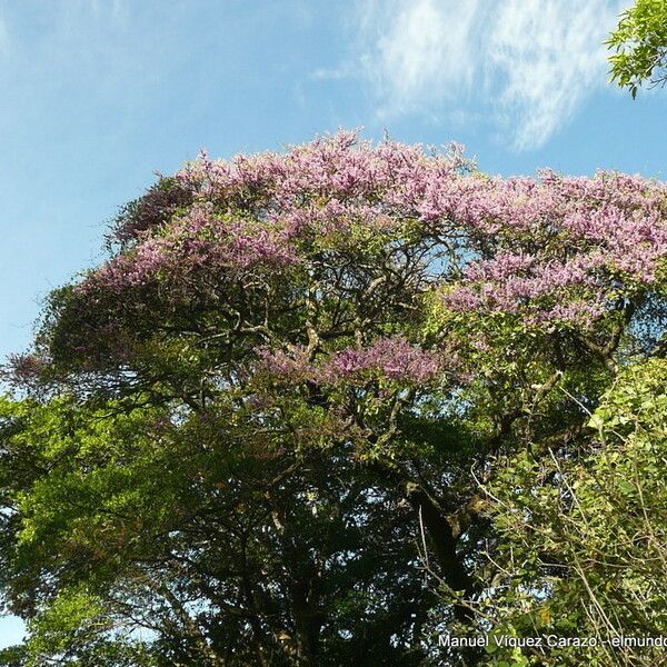 Lonchocarpus Salvadorensis Plant Care & How to Grow, Water