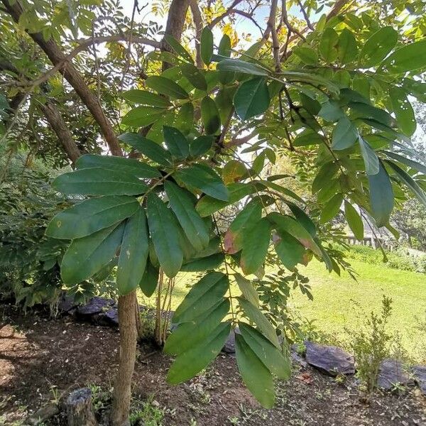 Geno Geno (Lonchocarpus Sericeus) Plant Care & How to Grow, Water