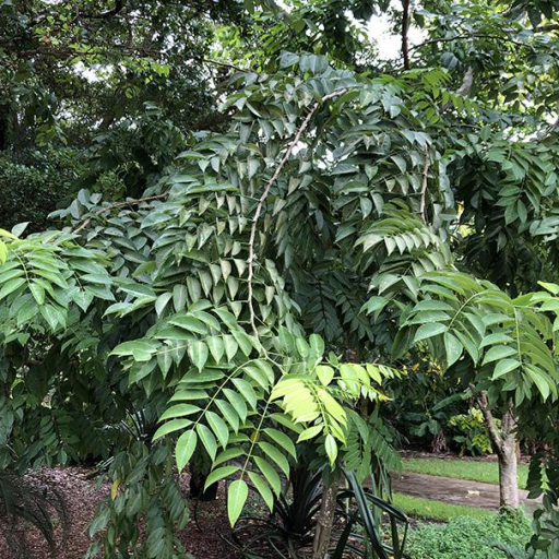 Greenheart (Lonchocarpus Violaceus) Plant Care & How to Grow, Water