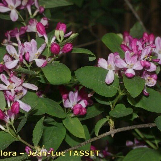Lonicera Arborea Care Guide: Water, Soil & Propagation - Plantiary