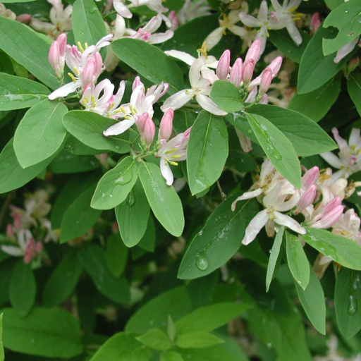 Showy Fly Honeysuckle (Lonicera Bella) Plant Care & How to Grow, Water