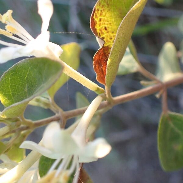 Lonicera Biflora Plant Care & How to Grow, Water