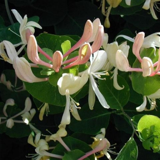 Perfoliate Honeysuckle (Lonicera Caprifolium) Plant Care & How to Grow ...
