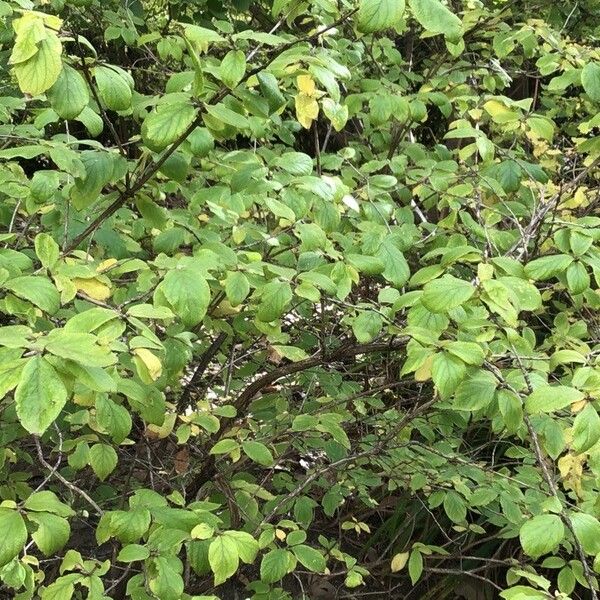 Honeysuckle (Lonicera Chrysantha) Plant Care & How to Grow, Water