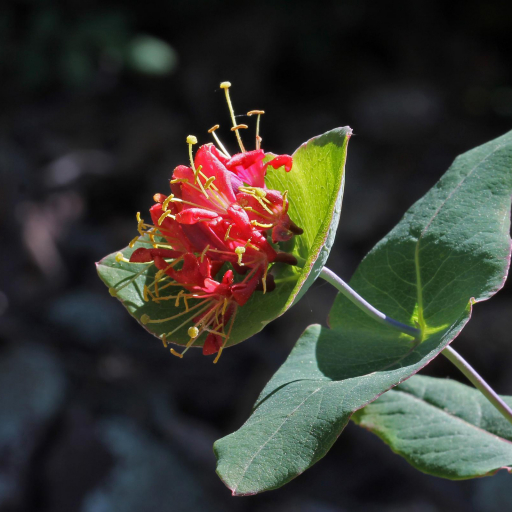 Smooth Honeysuckle (Lonicera Dioica) Plant Care & How to Grow, Water