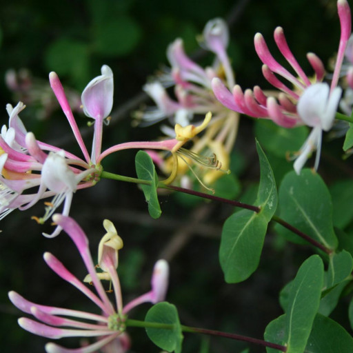 Etruscan Honeysuckle (Lonicera Etrusca) Plant Care & How to Grow, Water