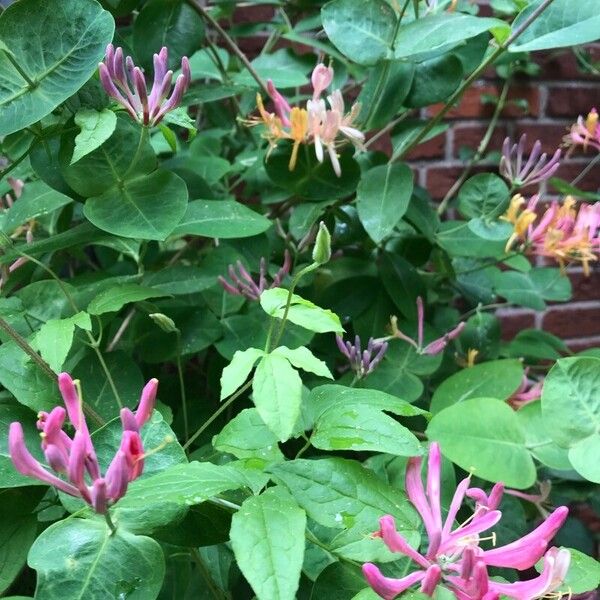 Honeysuckle (Lonicera × Heckrottii) Plant Care & How to Grow, Water
