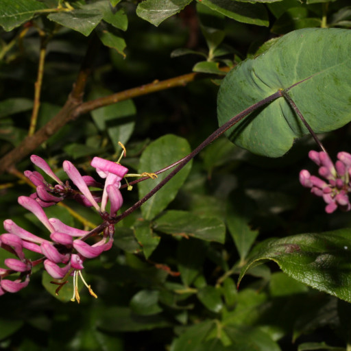 Pink Honeysuckle (Lonicera Hispidula) Plant Care & How to Grow, Water