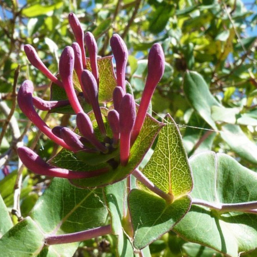 Evergreen Honeysuckle (Lonicera Implexa) Plant Care & How to Grow, Water