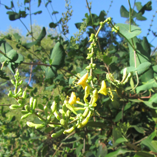 Chaparral Honeysuckle (Lonicera Interrupta) Plant Care & How to Grow, Water