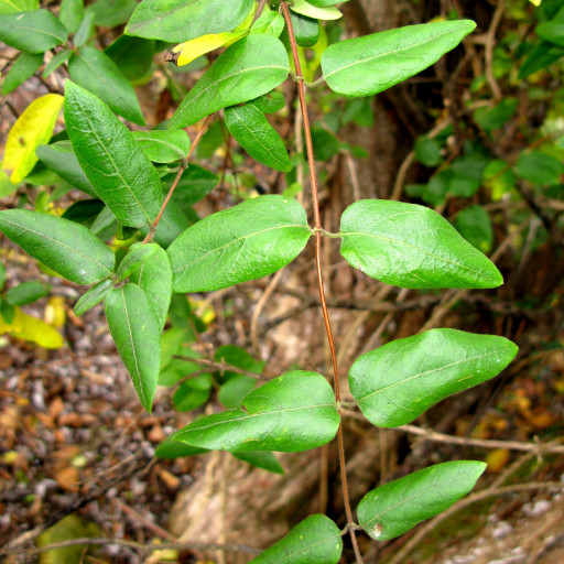 Japanese Honeysuckle (Lonicera Japonica) Plant Care & How to Grow, Water