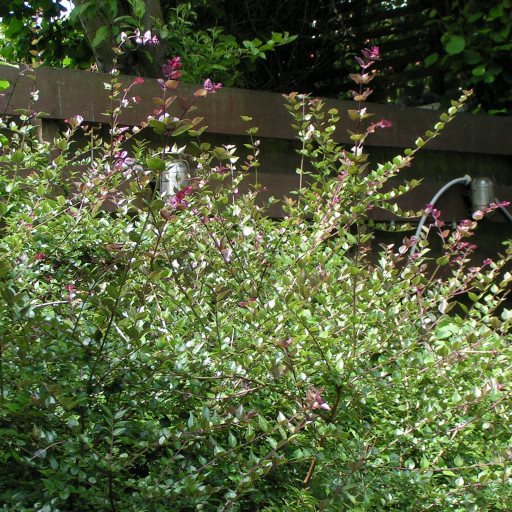 Lonicera Nitida Plant Care & How to Grow, Water