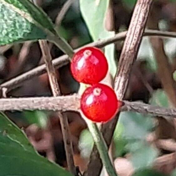Swamp Fly-Honeysuckle (Lonicera Oblongifolia) Plant Care & How to Grow ...