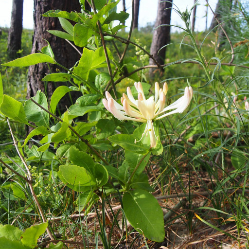 Honeysuckle (Lonicera Periclymenum) Plant Care & How to Grow, Water