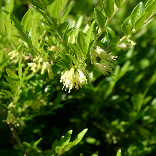 Lonicera Pileata Plant Care & How to Grow, Water